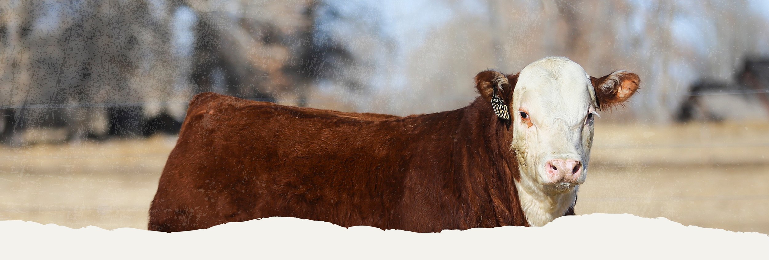 Sales — Storey Hereford Ranch