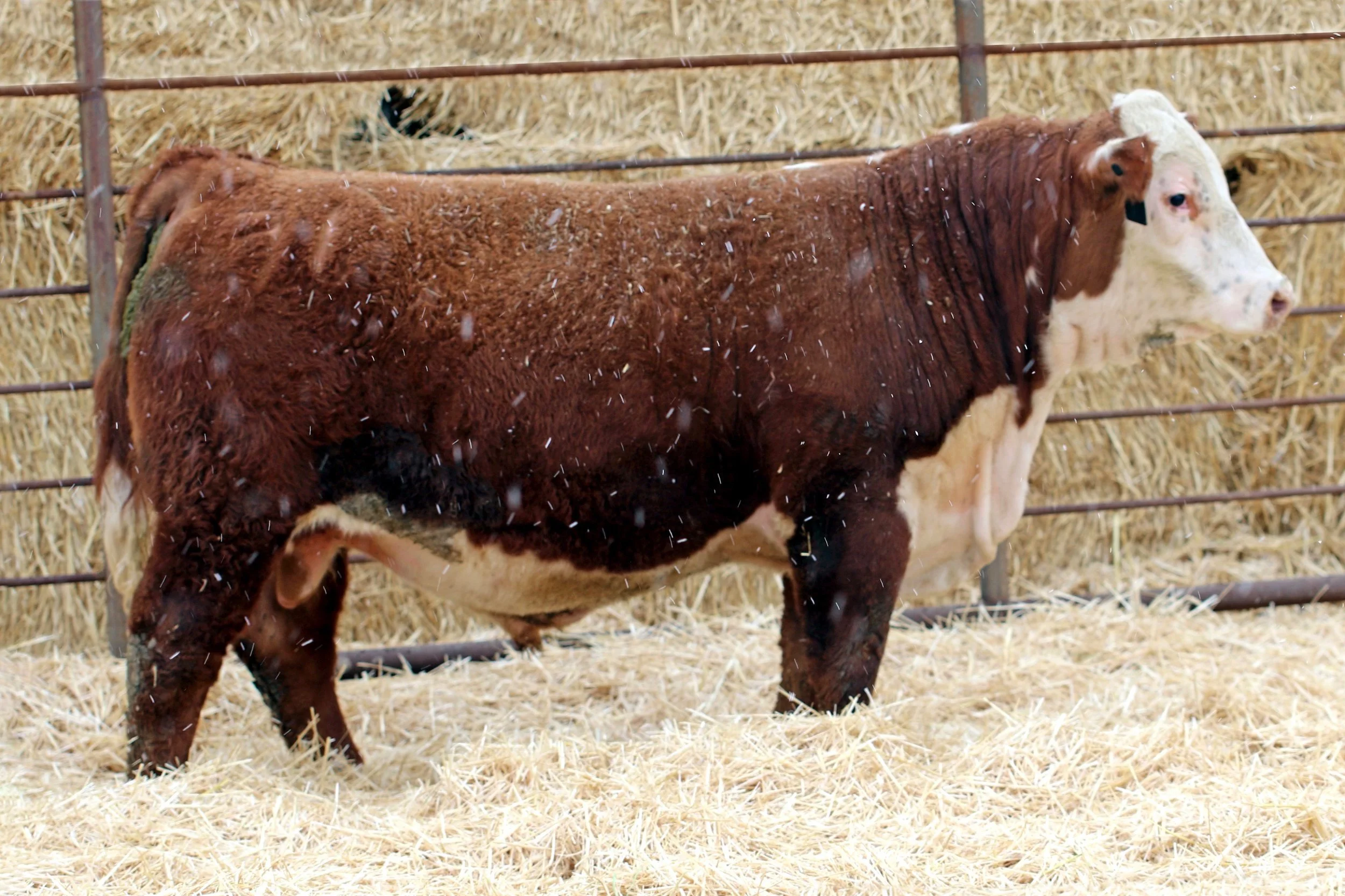 Sires — Storey Hereford Ranch