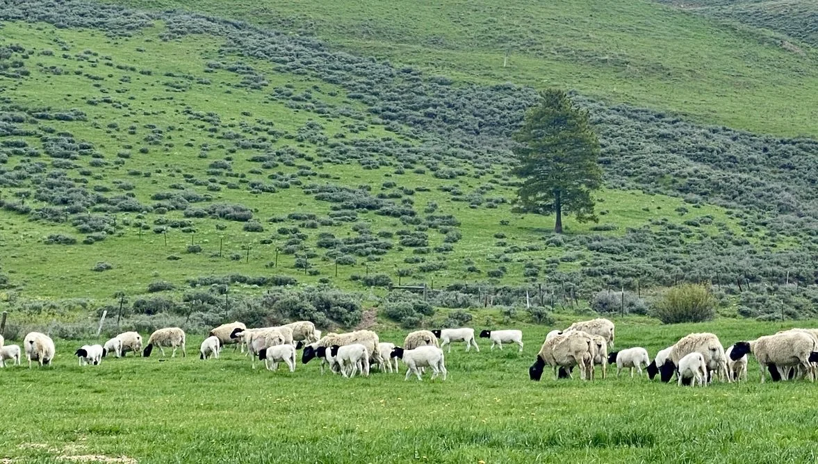 Fall River Ranch | Grassfed Dorper Lamb
