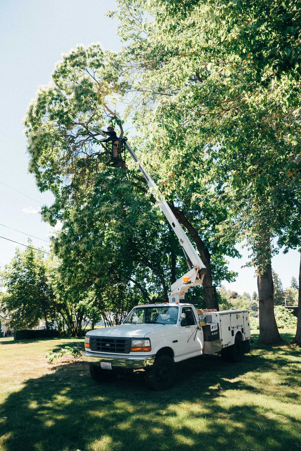 Black Sheep Tree Service | Schedule Tree Care Today