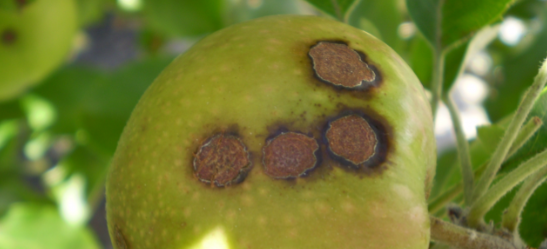 Black Spot (apple scab) detected recently in Manjimup — Pomewest