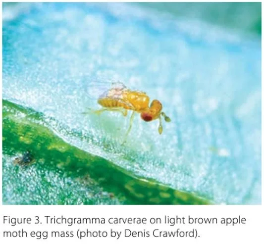 Can you assist the PIPS 4 Baseline Monitoring for Light Brown Apple ...