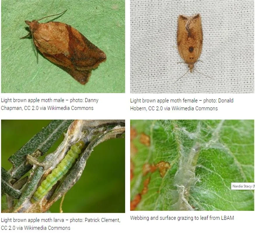 Can you assist the PIPS 4 Baseline Monitoring for Light Brown Apple ...