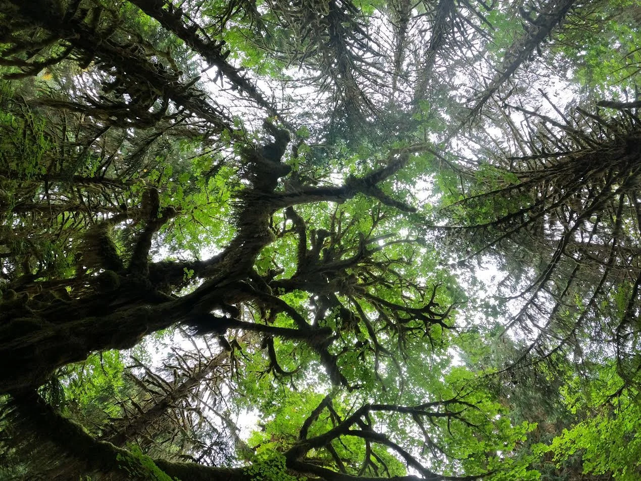 The Collective — FoRest | A Wellness Collecive