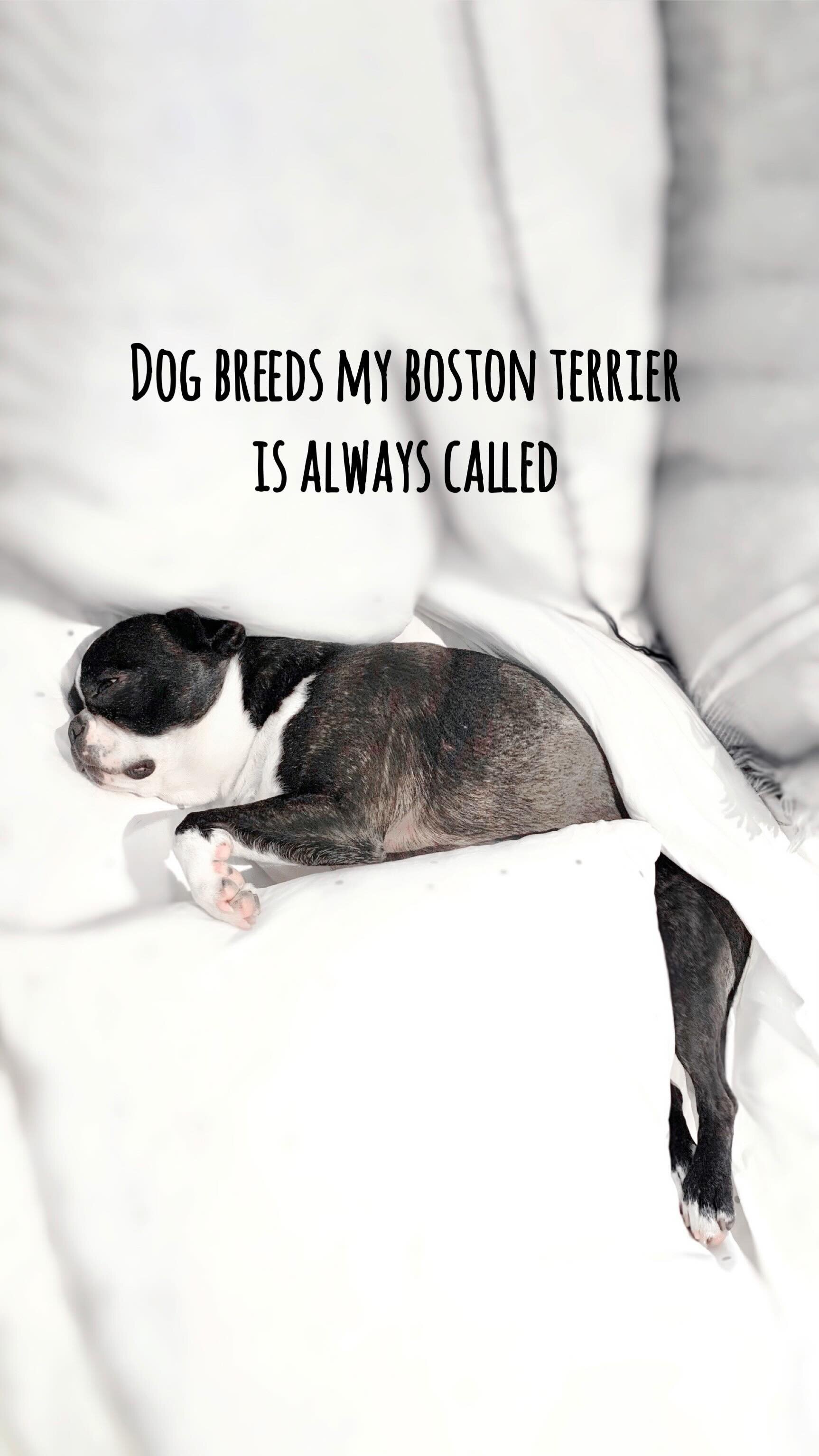 how i named my boston terrier pokey based on her personality — Petite Pokey
