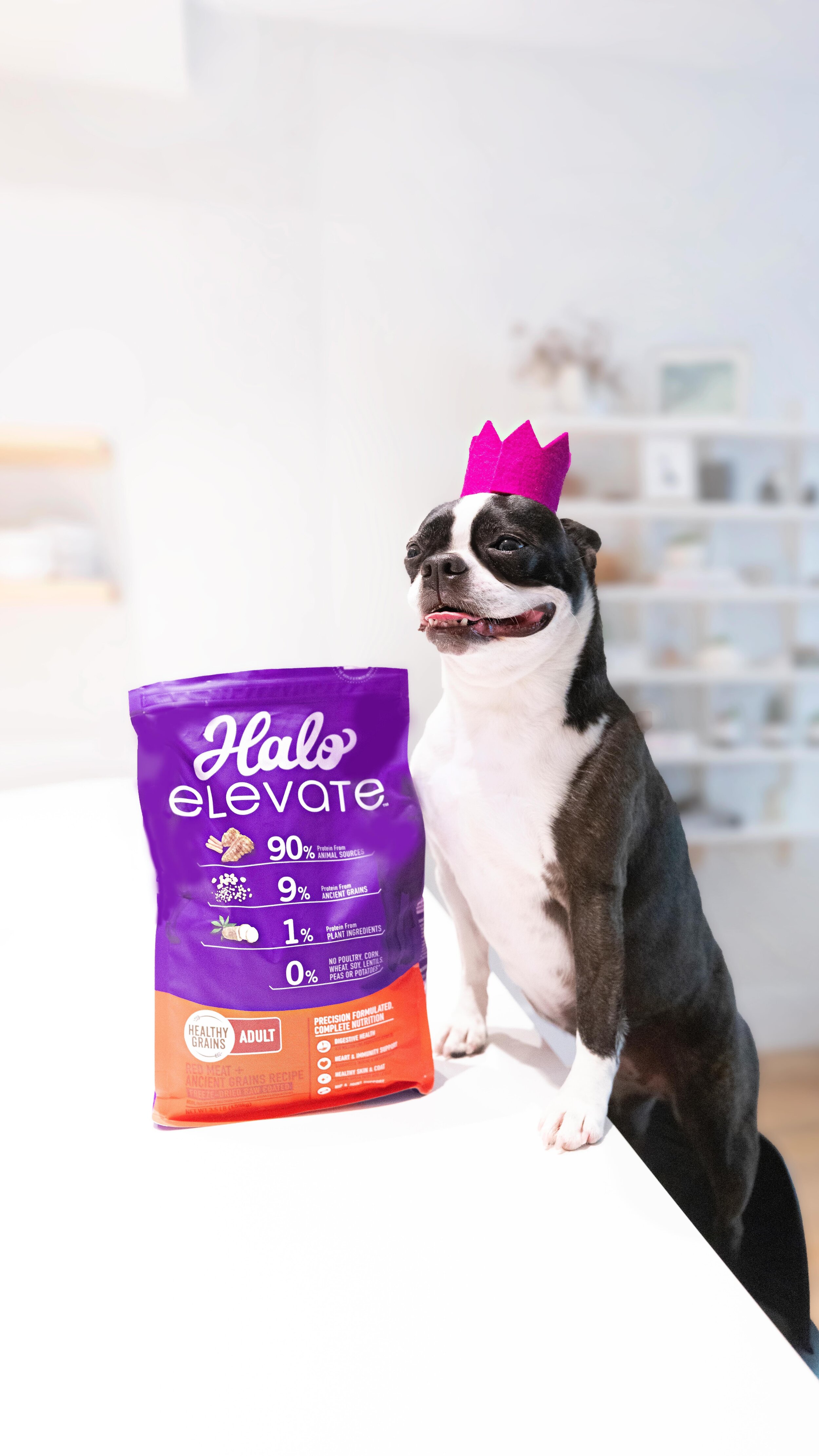 how i named my boston terrier pokey based on her personality — Petite Pokey