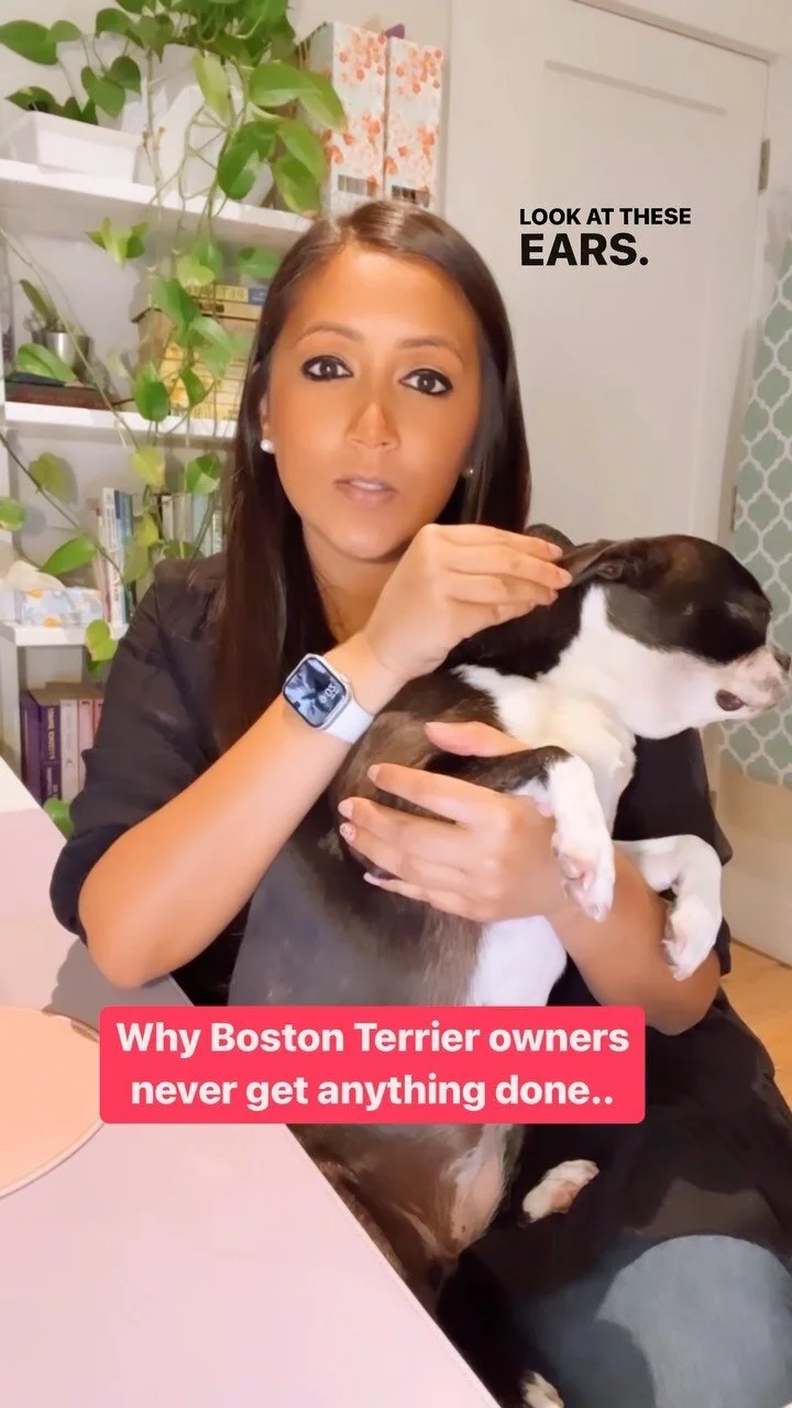 how i named my boston terrier pokey based on her personality — Petite Pokey