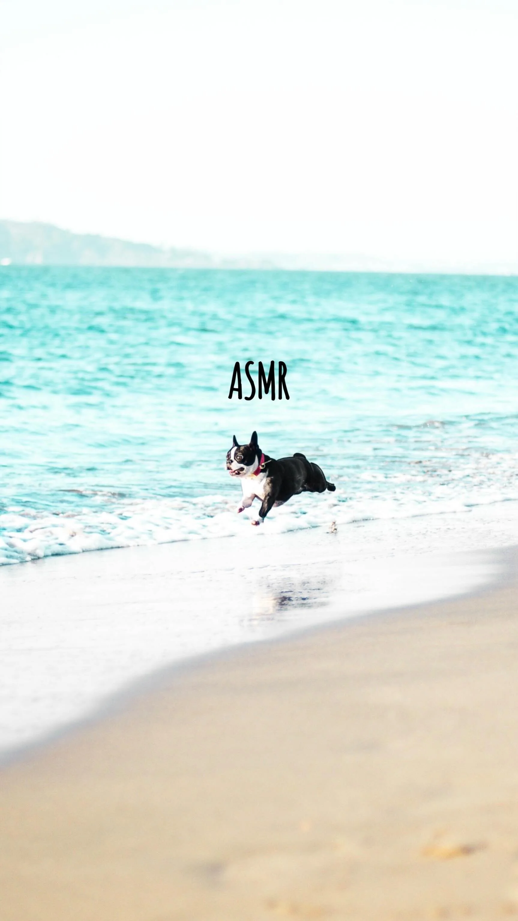 how i named my boston terrier pokey based on her personality — Petite Pokey