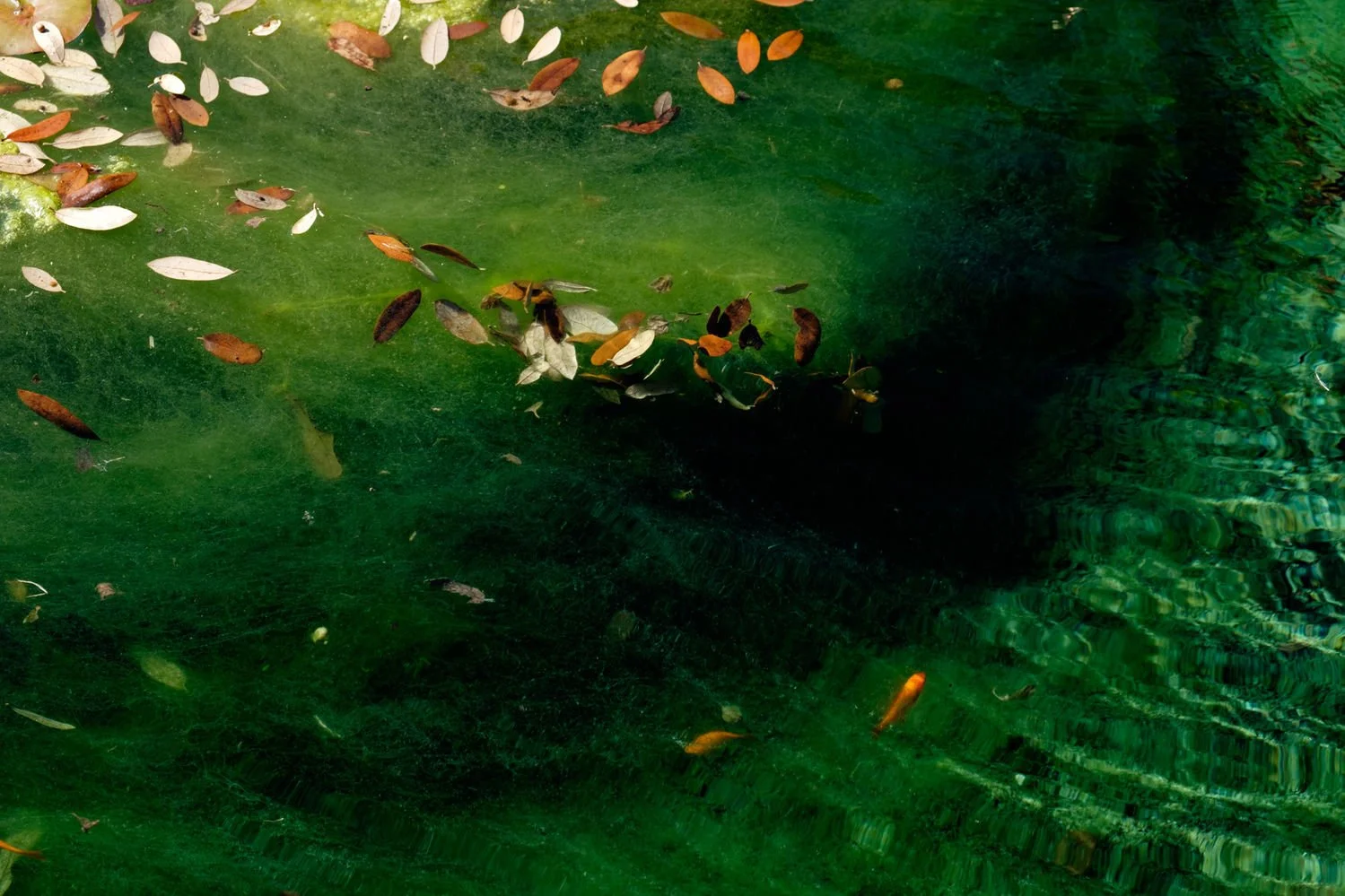 Calls for Entry — Houston Center for Photography