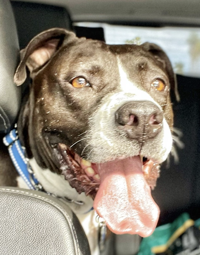 For Adoption — Blue Waters Dog Rescue