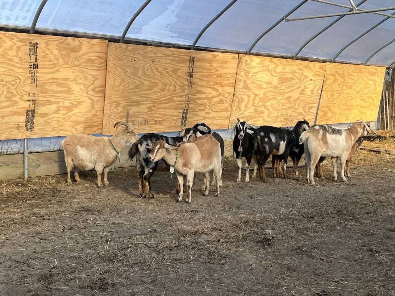 Goats — Gather Farm