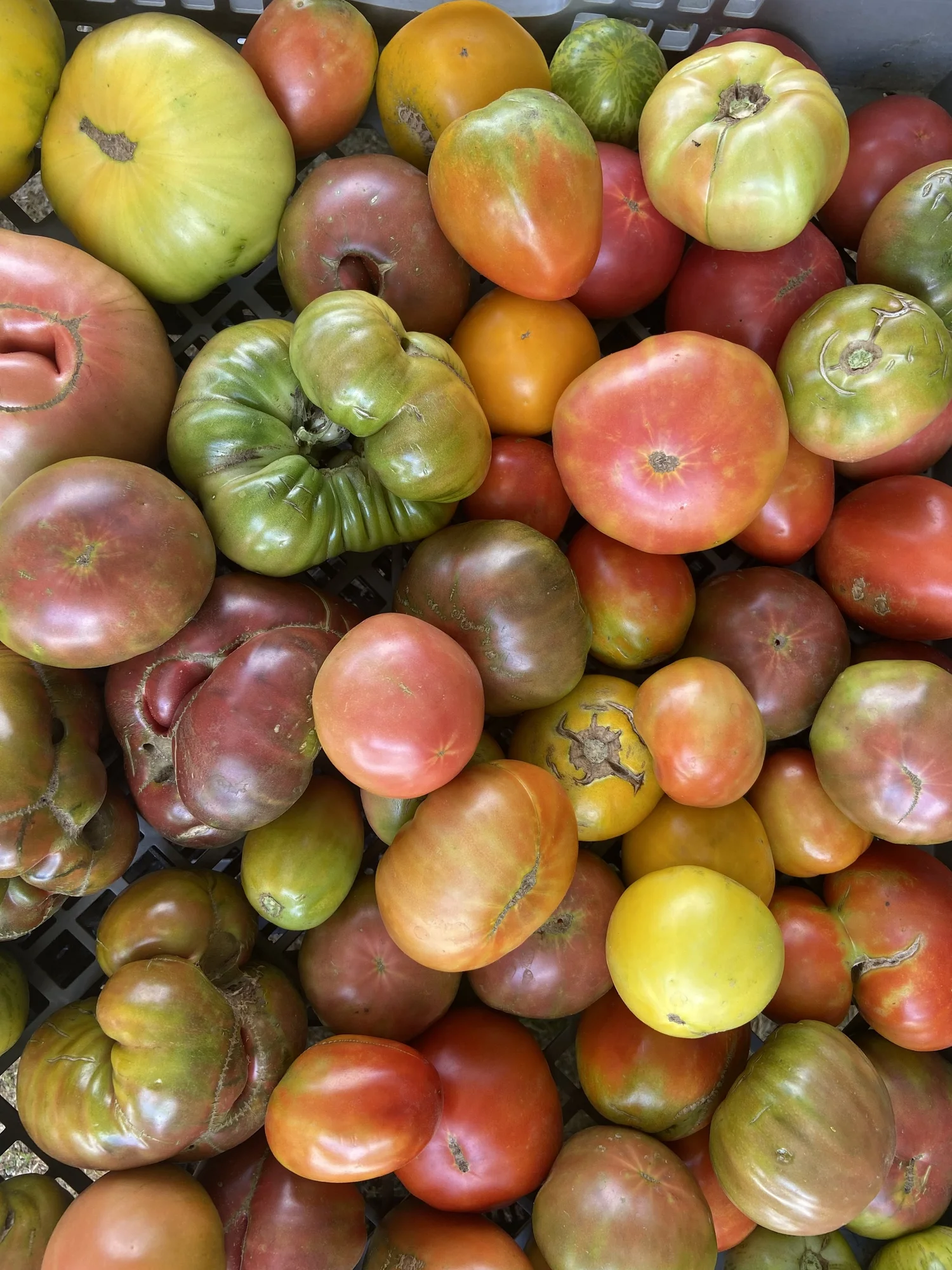 The CSA — Gather Farm