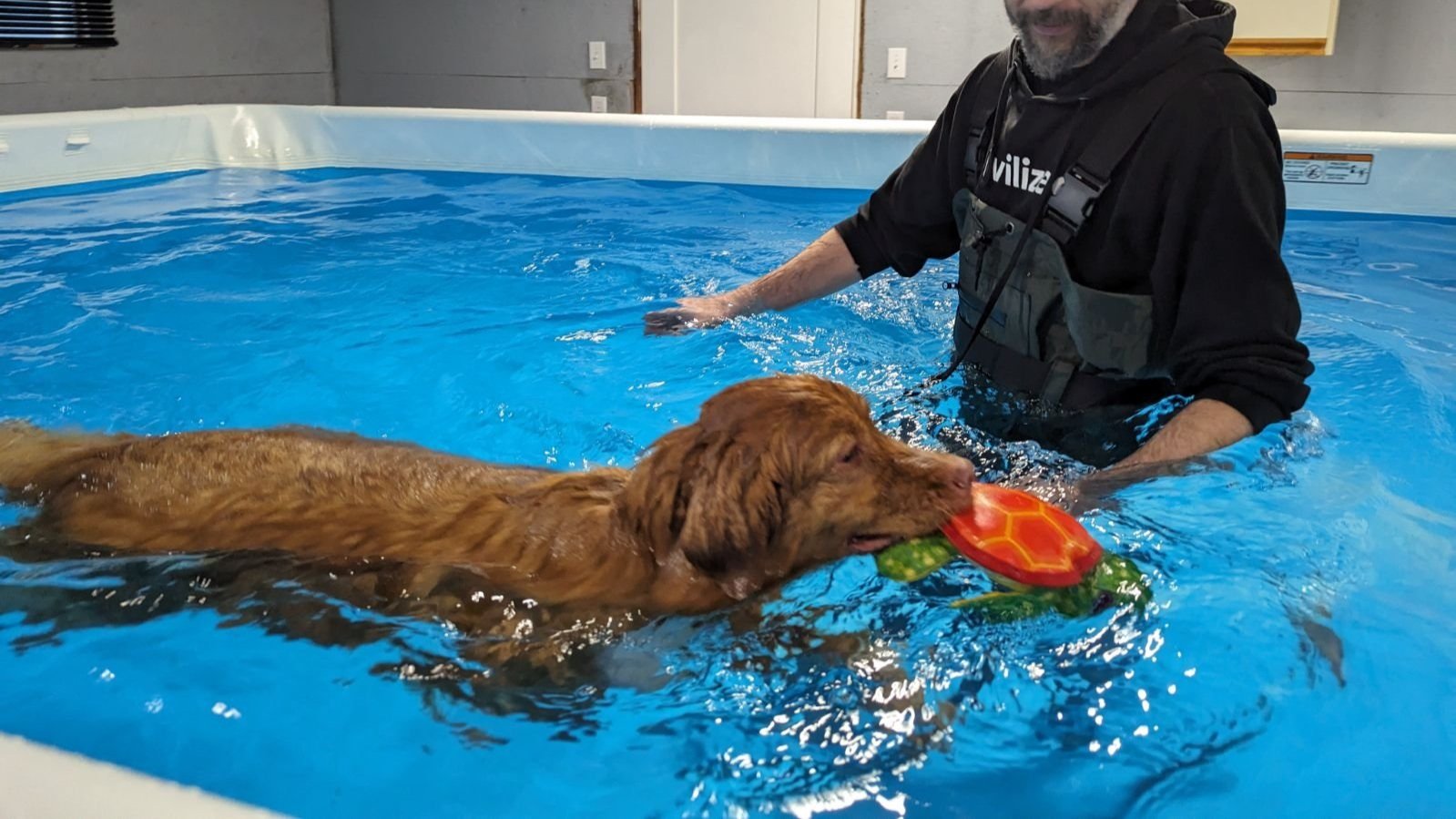 Pool — Pawsio