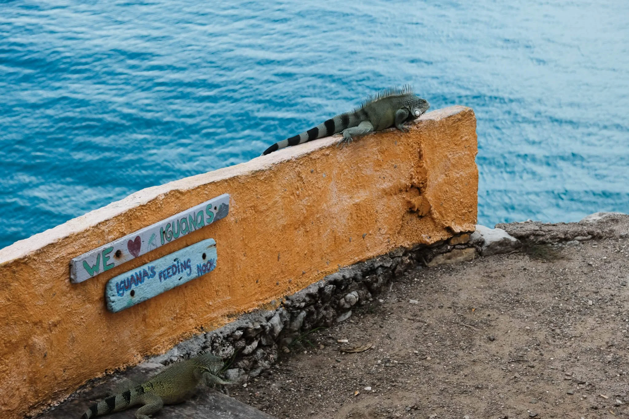 Curaçao Itinerary: How to Spend 5 Days in Paradise