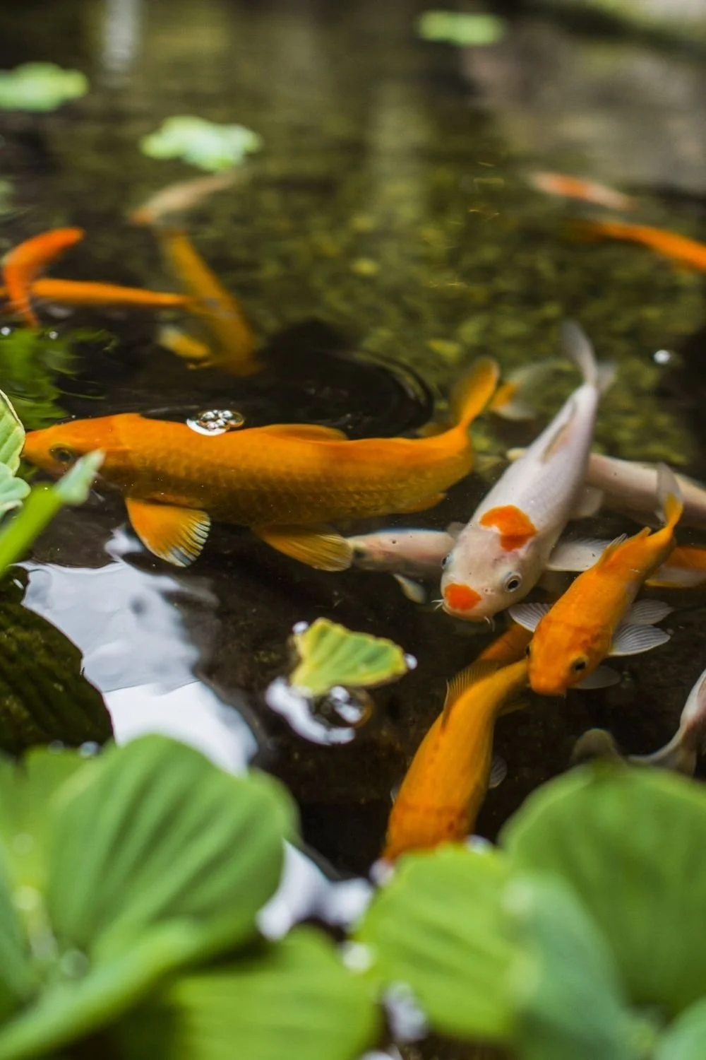 Staying at Fiji's Most Exclusive Resort: Tokoriki Island Review