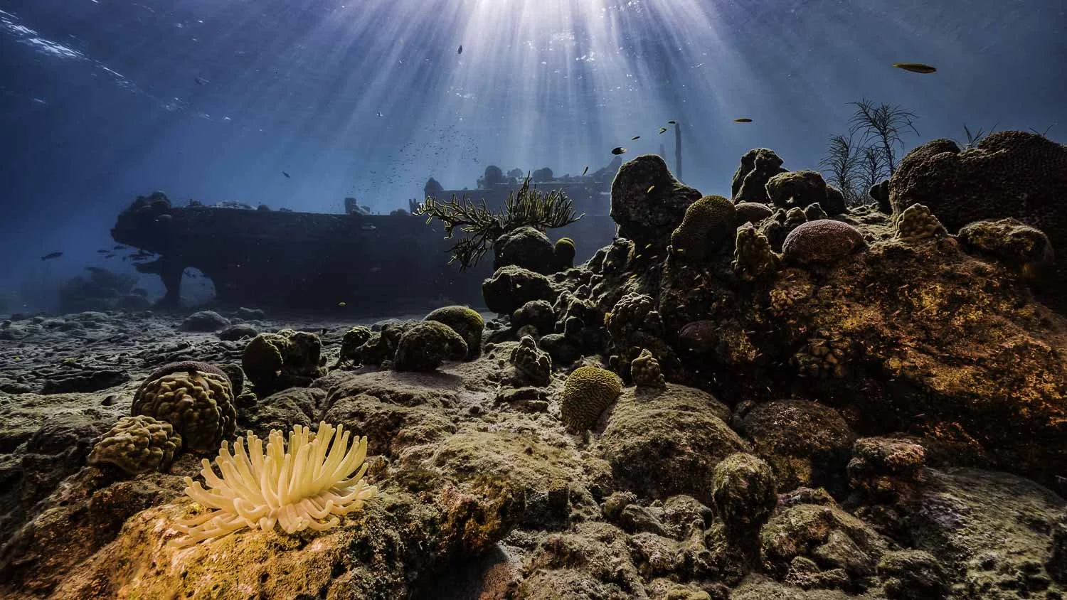 Snorkeling and diving in Curaçao (The Ultimate Off-Shore Guide)