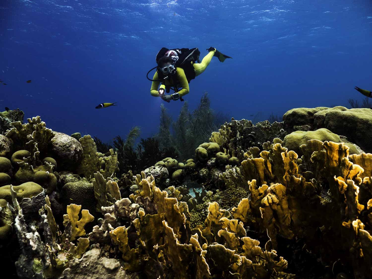 Snorkeling and diving in Curaçao (The Ultimate Off-Shore Guide)