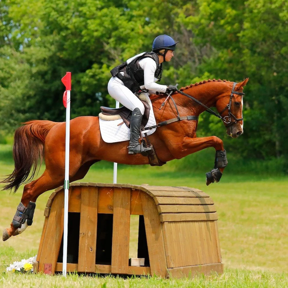 Competition Horses — Lindsay Beer Equestrian