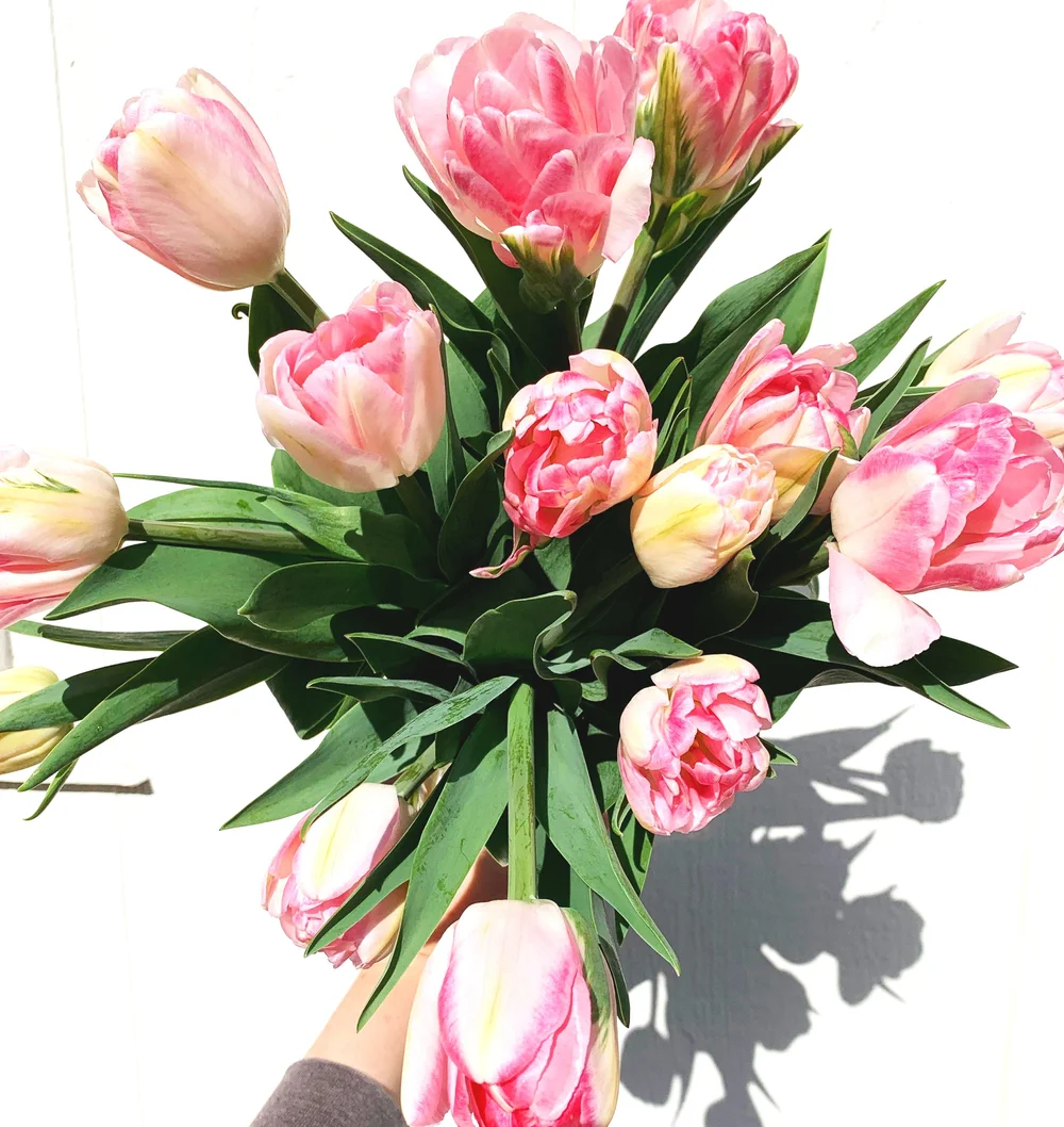 Casa Blanca Flower Farm | Specialty Cut Flowers Grown in Reno, NV