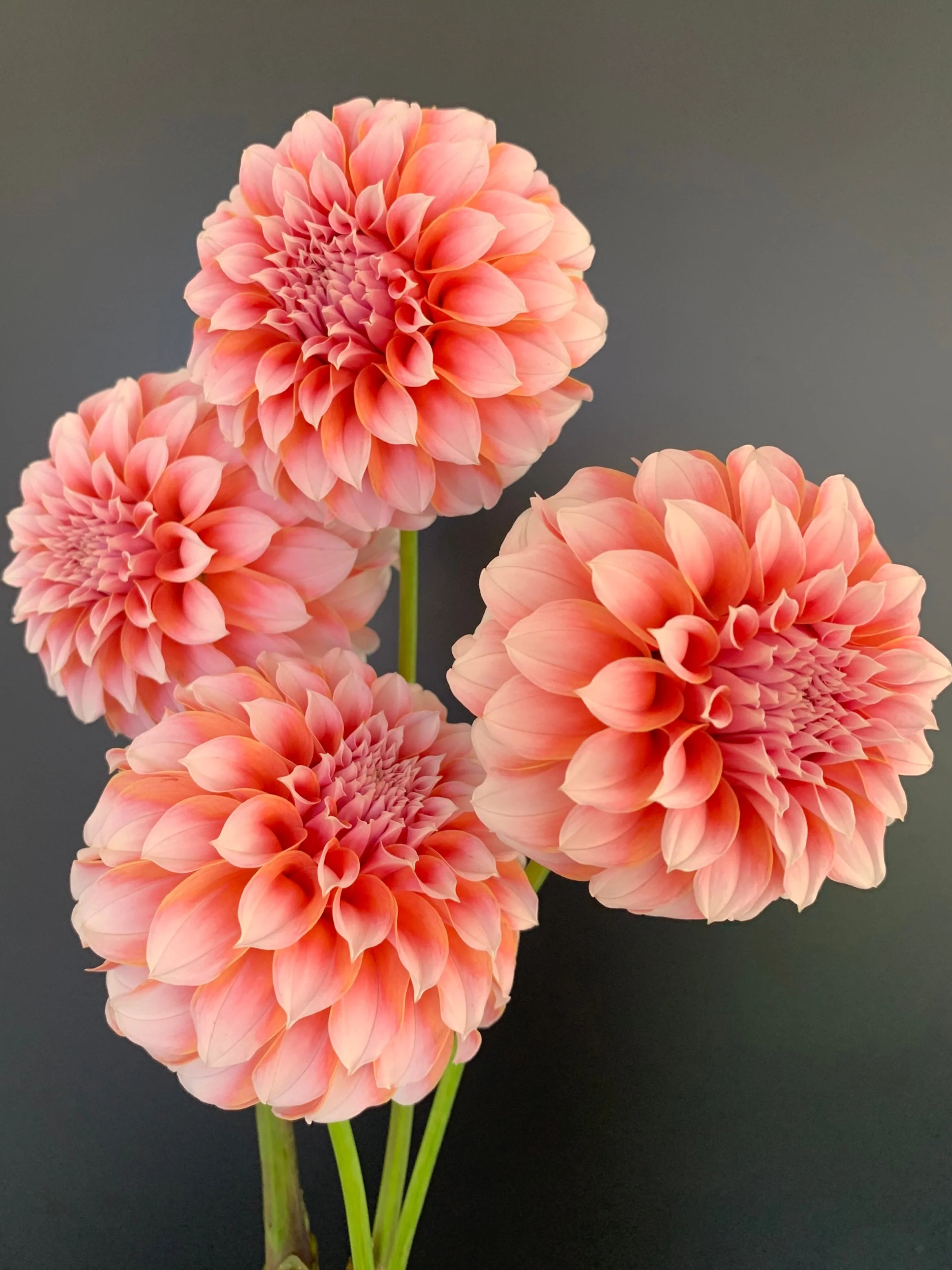 Get in Touch — Casa Blanca Flower Farm