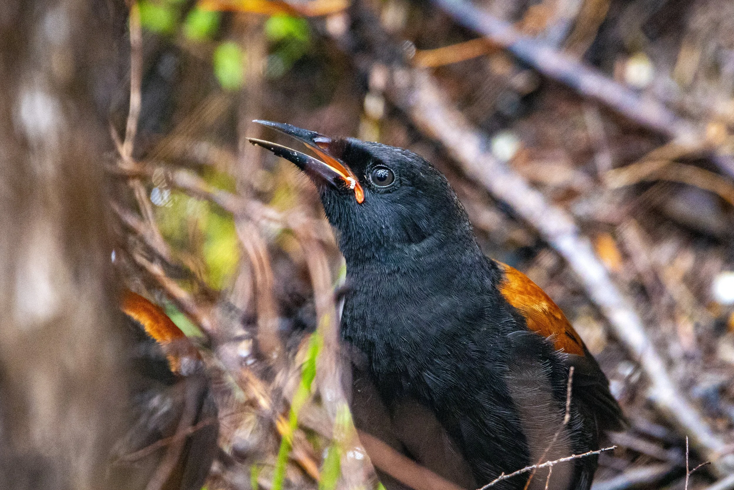 Birds of Aotearoa