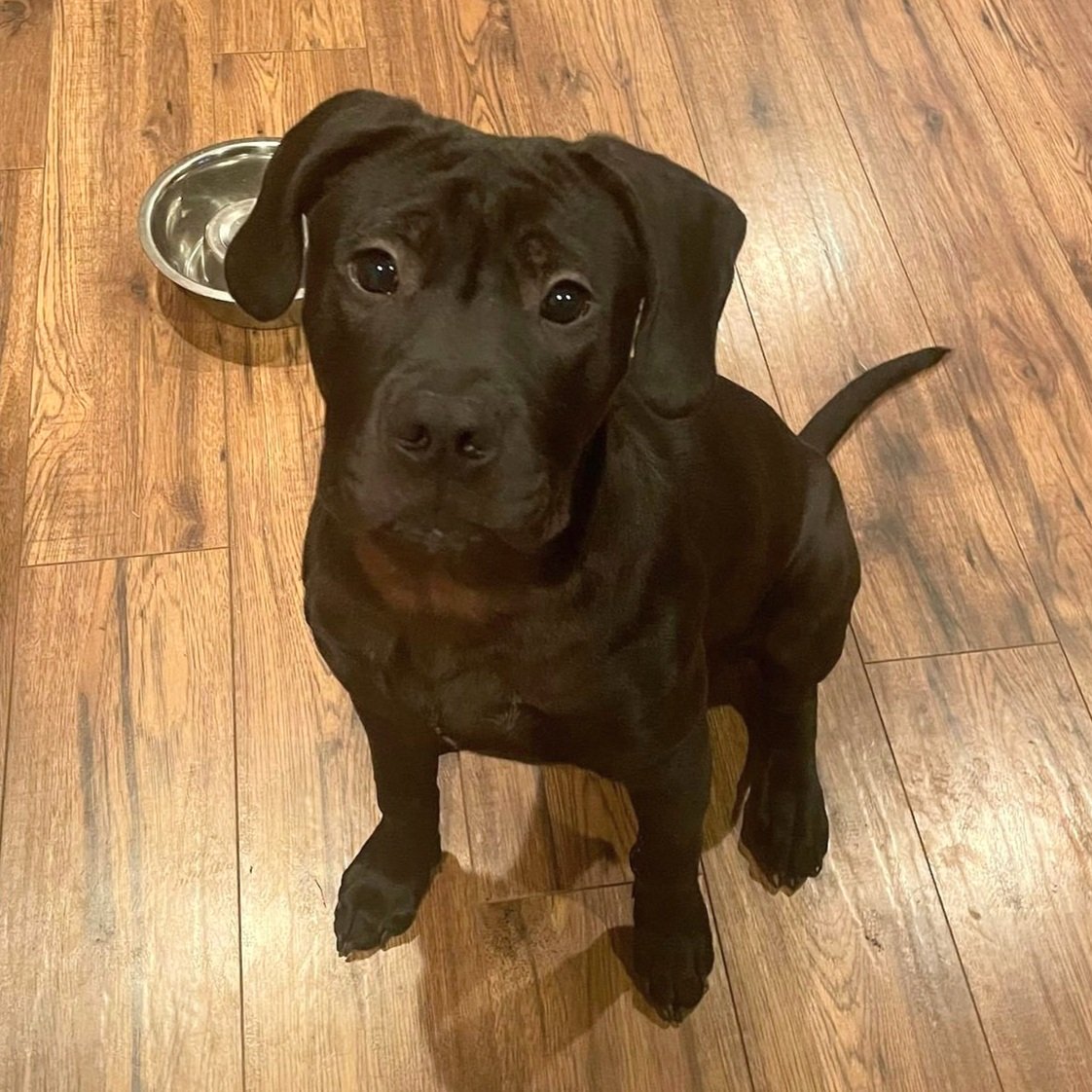 Adoptable Dogs — Heart and Soul Dog and Cat Rescue