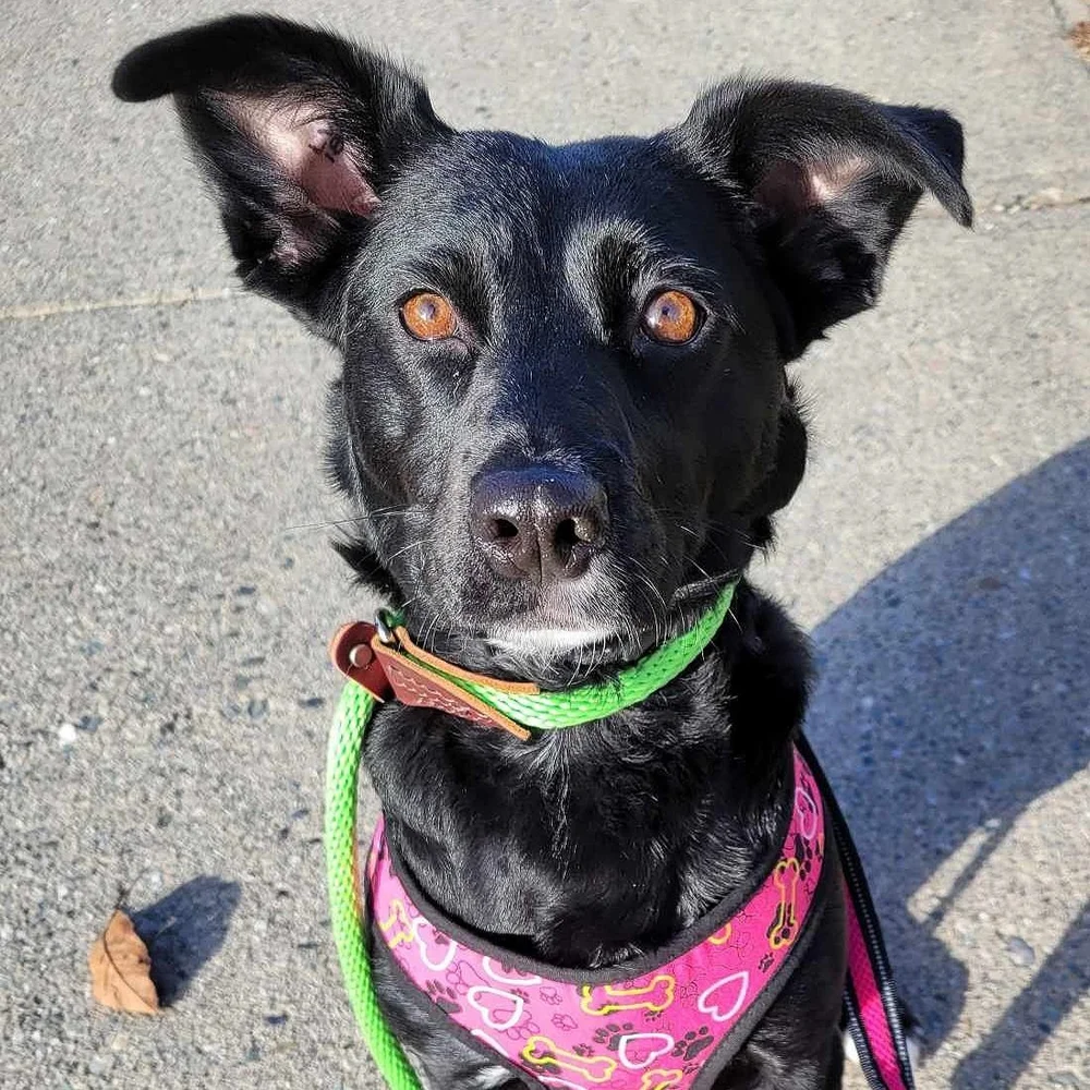 Adoptable Dogs — Heart and Soul Dog and Cat Rescue