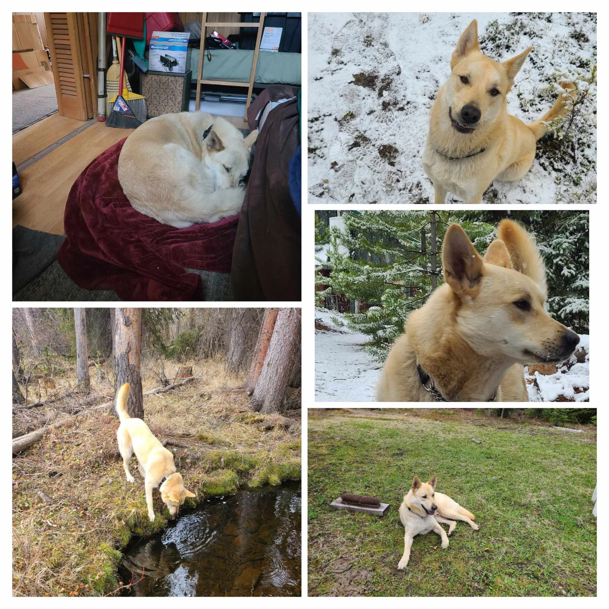 Oogie — Heart and Soul Dog and Cat Rescue