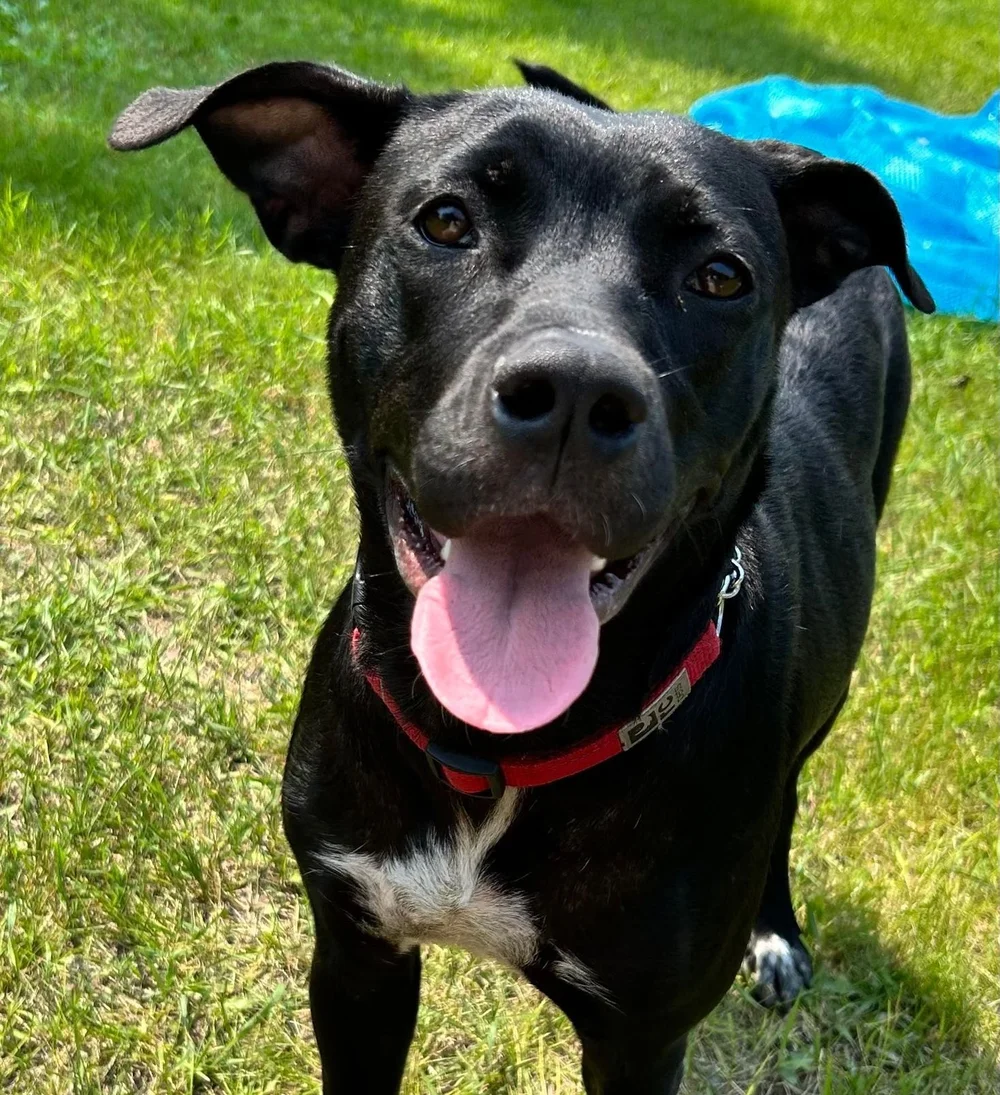 Adoptable Dogs — Heart and Soul Dog and Cat Rescue