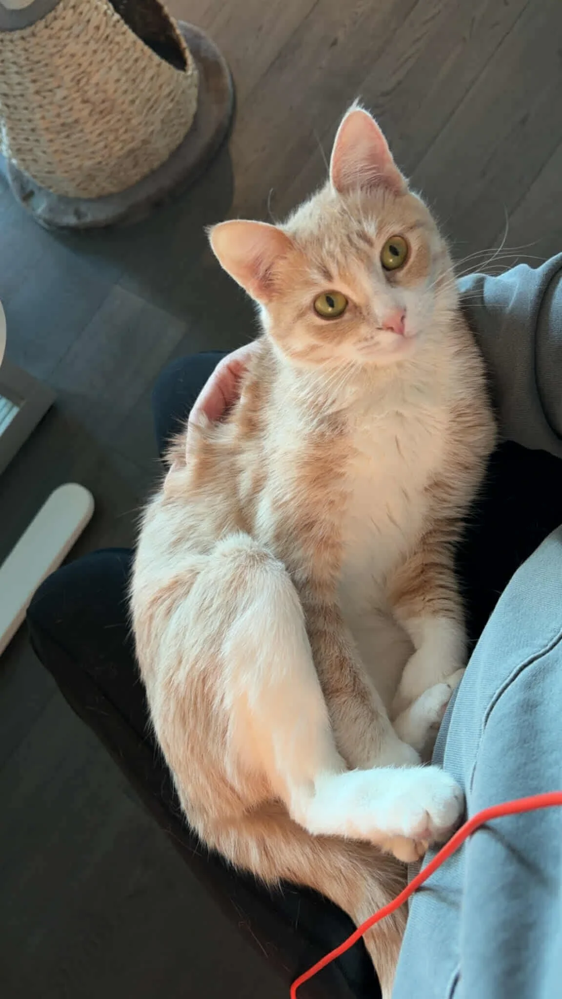 Rush — Heart and Soul Dog and Cat Rescue