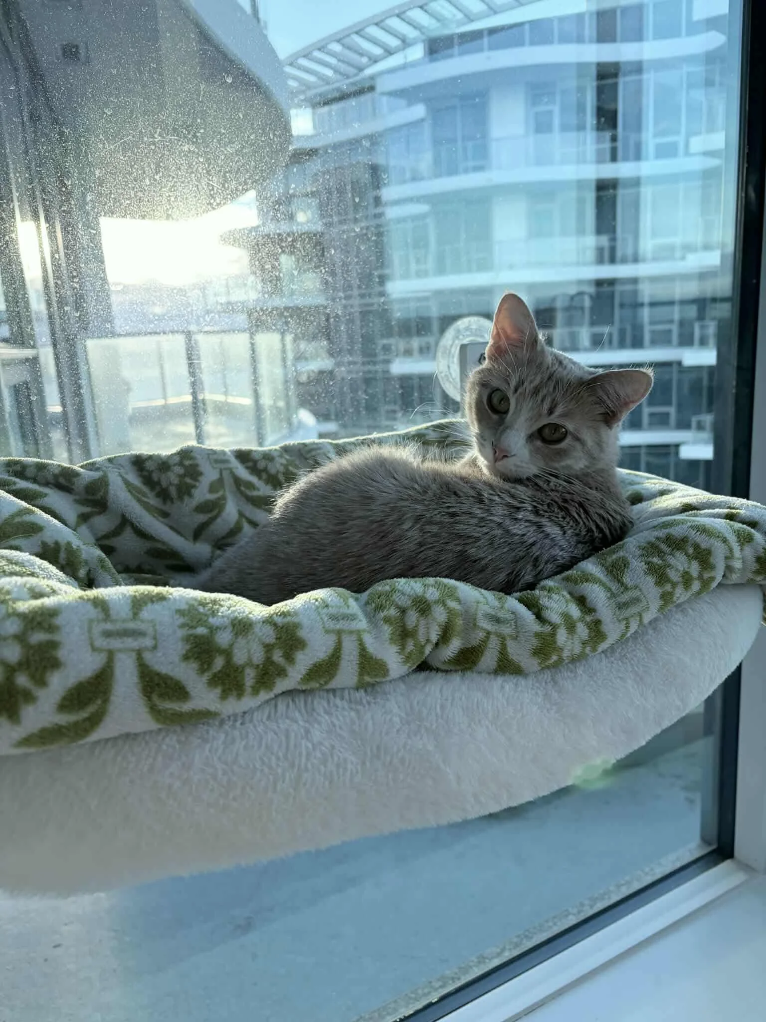 Rush — Heart and Soul Dog and Cat Rescue