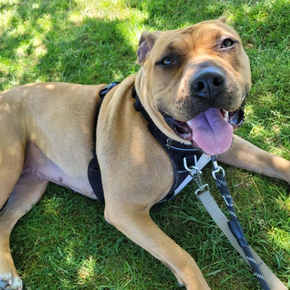 Bailey — Heart and Soul Dog and Cat Rescue