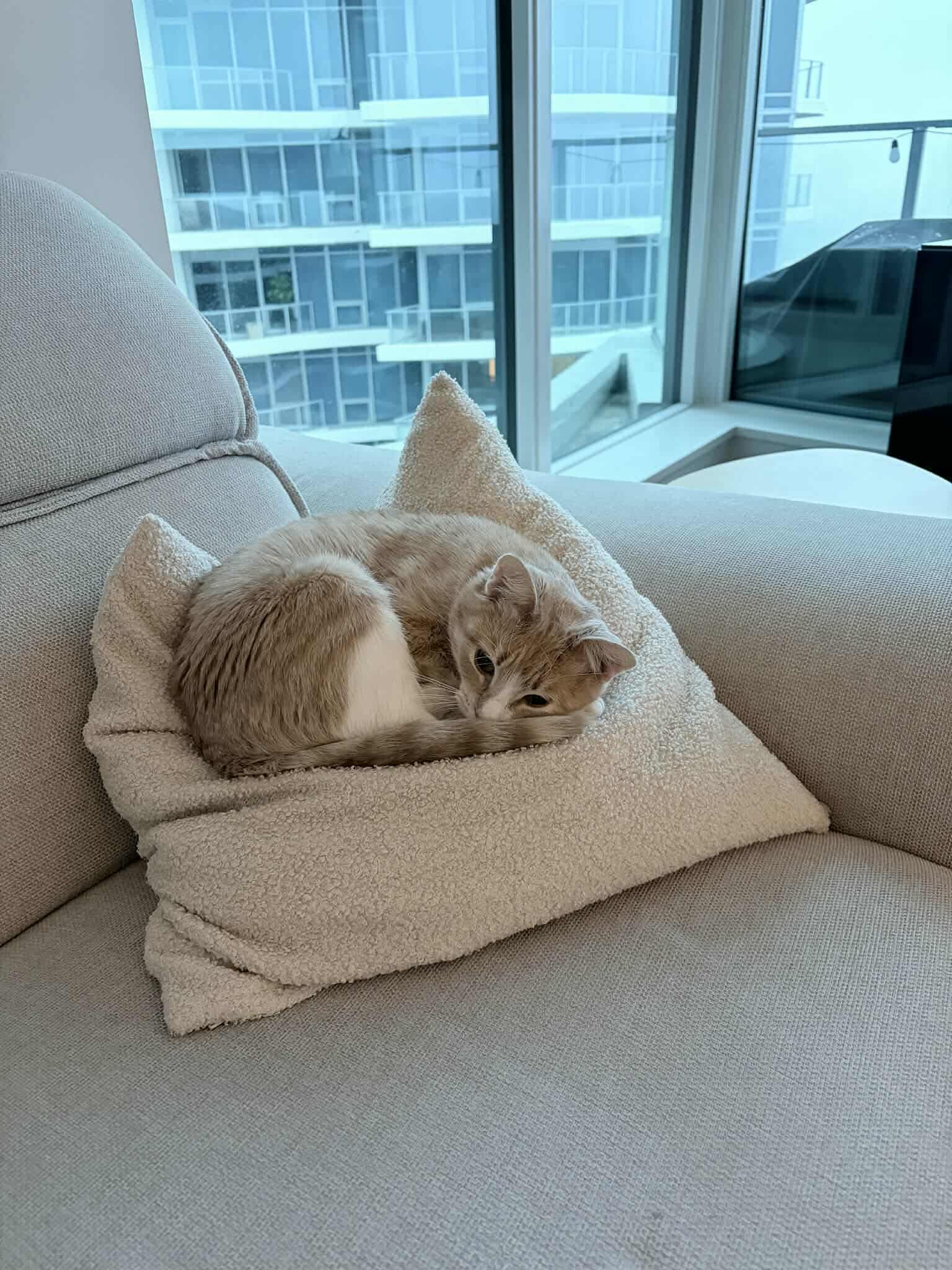 Rush — Heart and Soul Dog and Cat Rescue