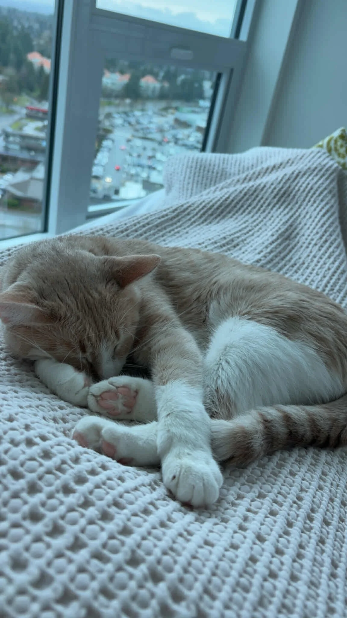 Rush — Heart and Soul Dog and Cat Rescue