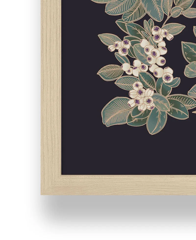 Australian Native Moths Giclee Fine Art Print on a dark background. A4 ...