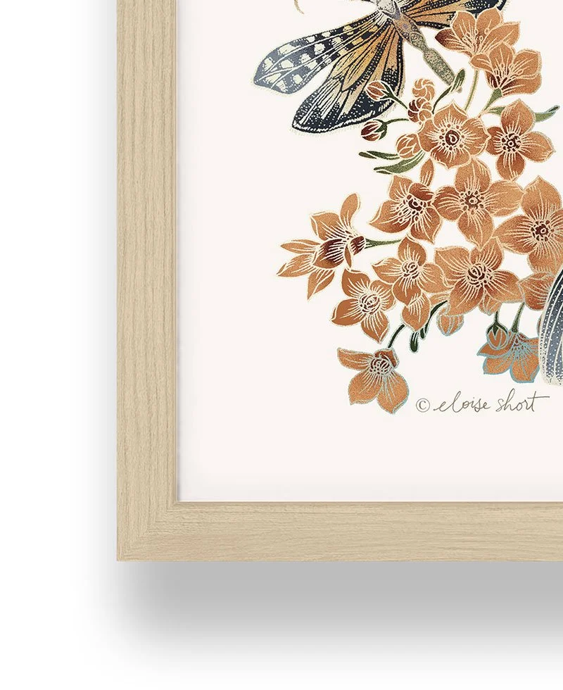 Australian Native Moths Giclee Fine Art Print on a dark background. A4 ...
