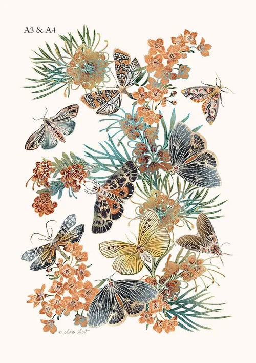 Australian Native Moths Giclee Fine Art Print on a dark background. A4 ...