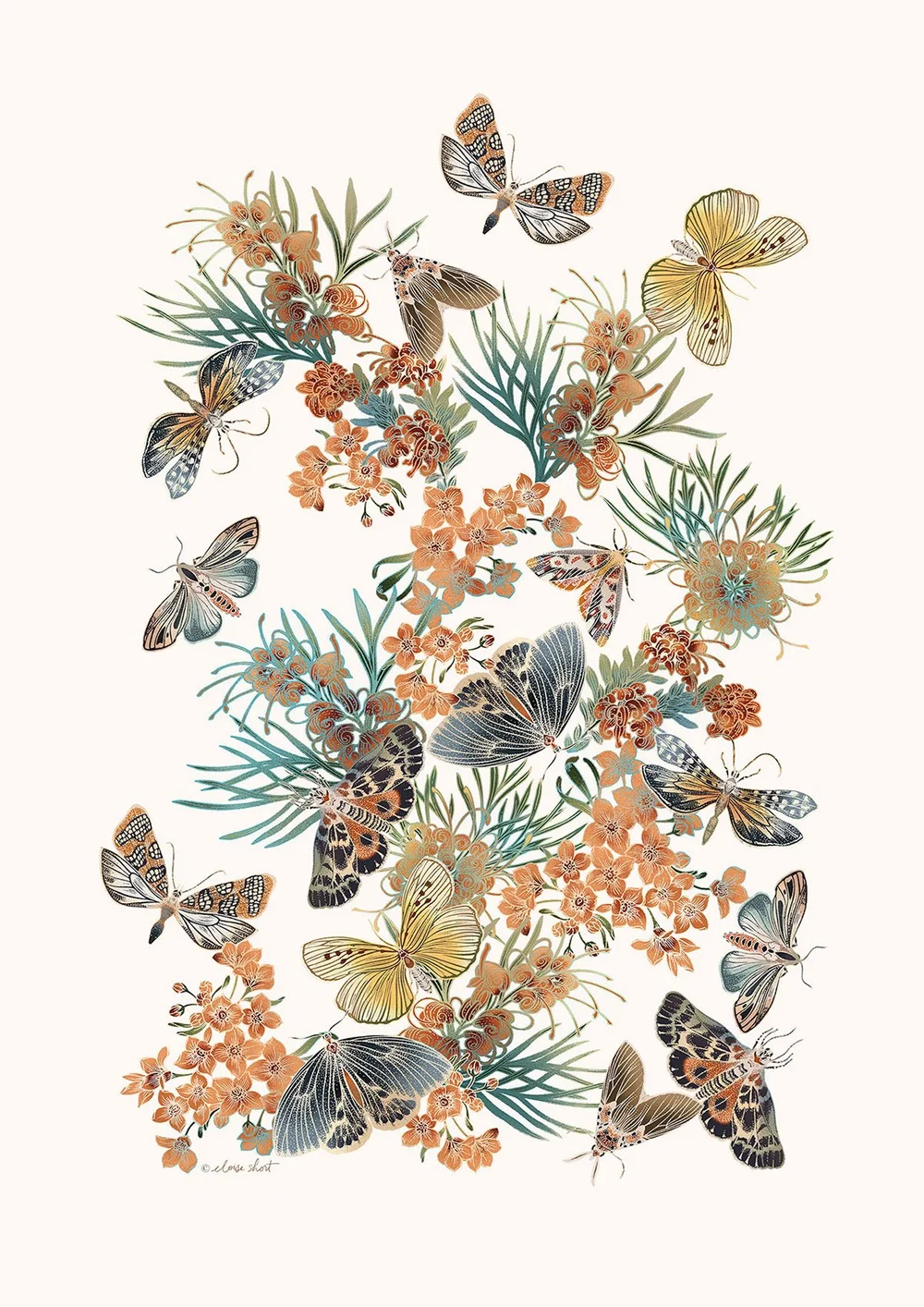 Australian Native Moths Giclee Fine Art Print on a dark background. A4 ...