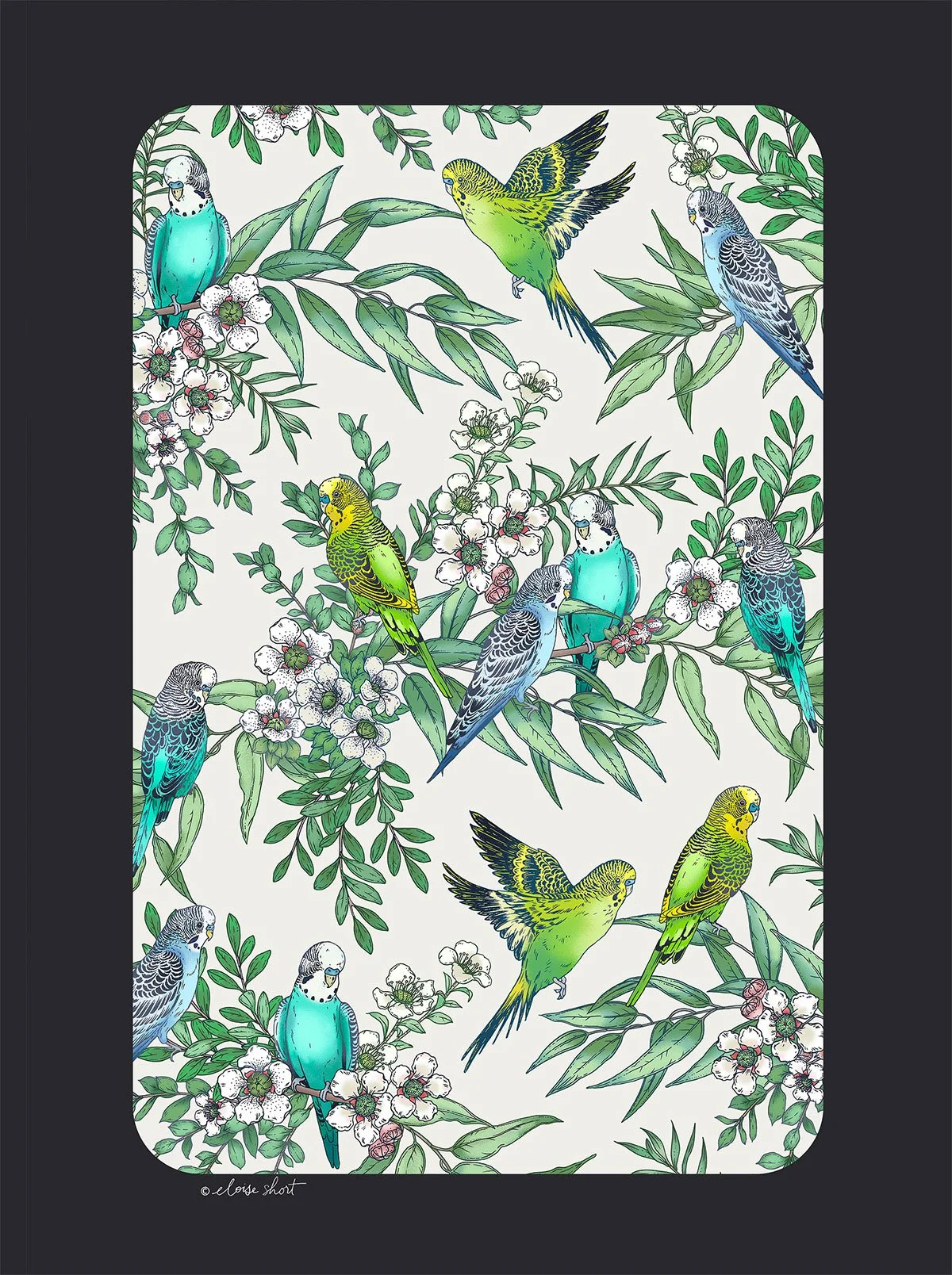 Australian Native Moths Giclee Fine Art Print on a dark background. A4 ...