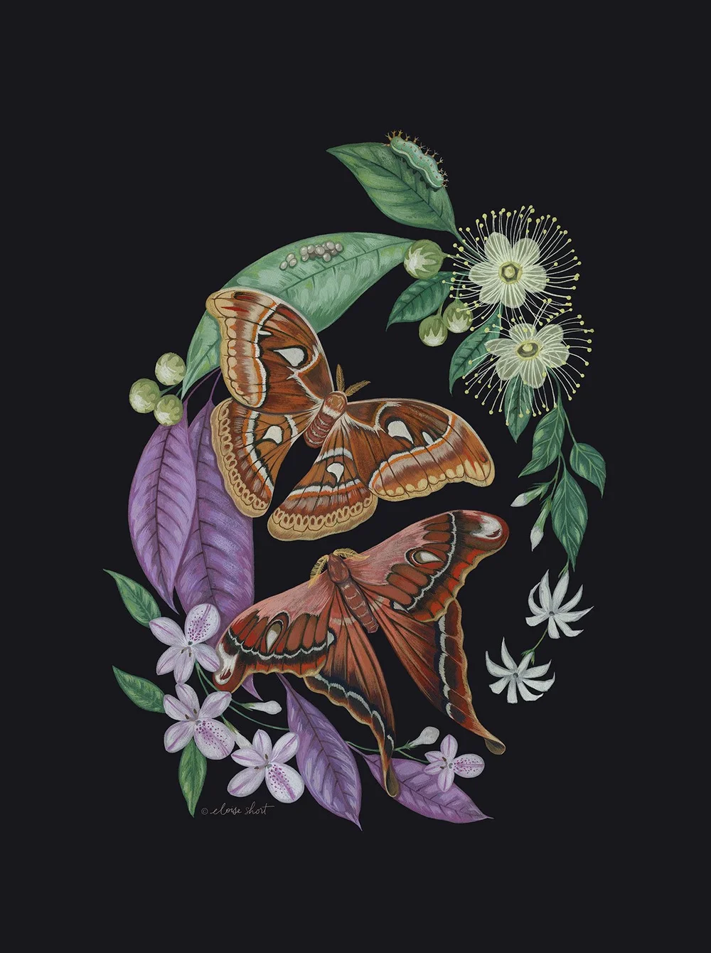 Australian Native Moths Giclee Fine Art Print on a dark background. A4 ...