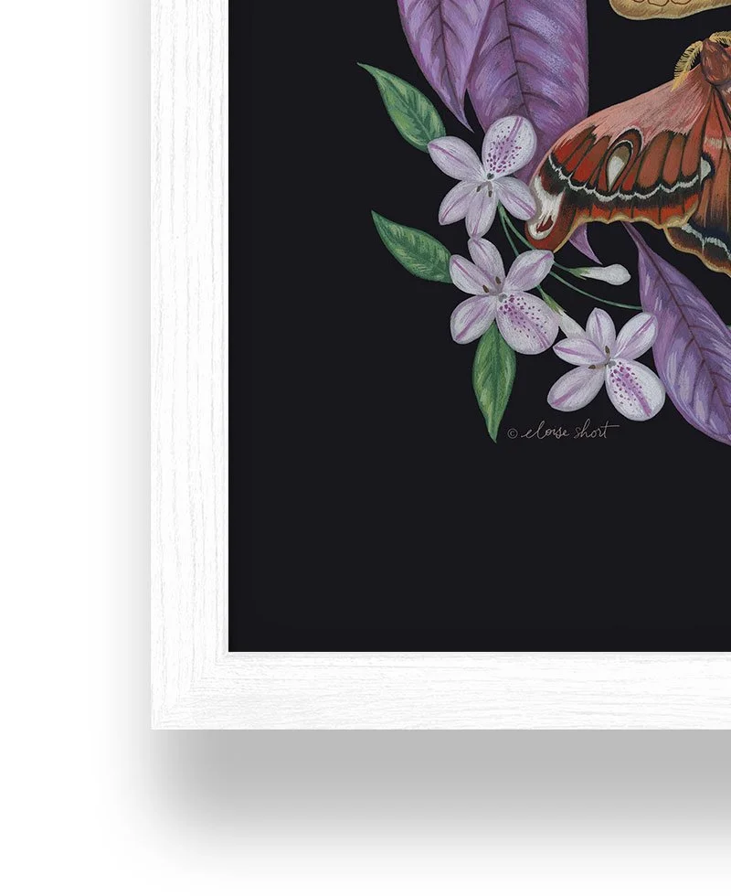 Australian Native Moths Giclee Fine Art Print on a dark background. A4 ...