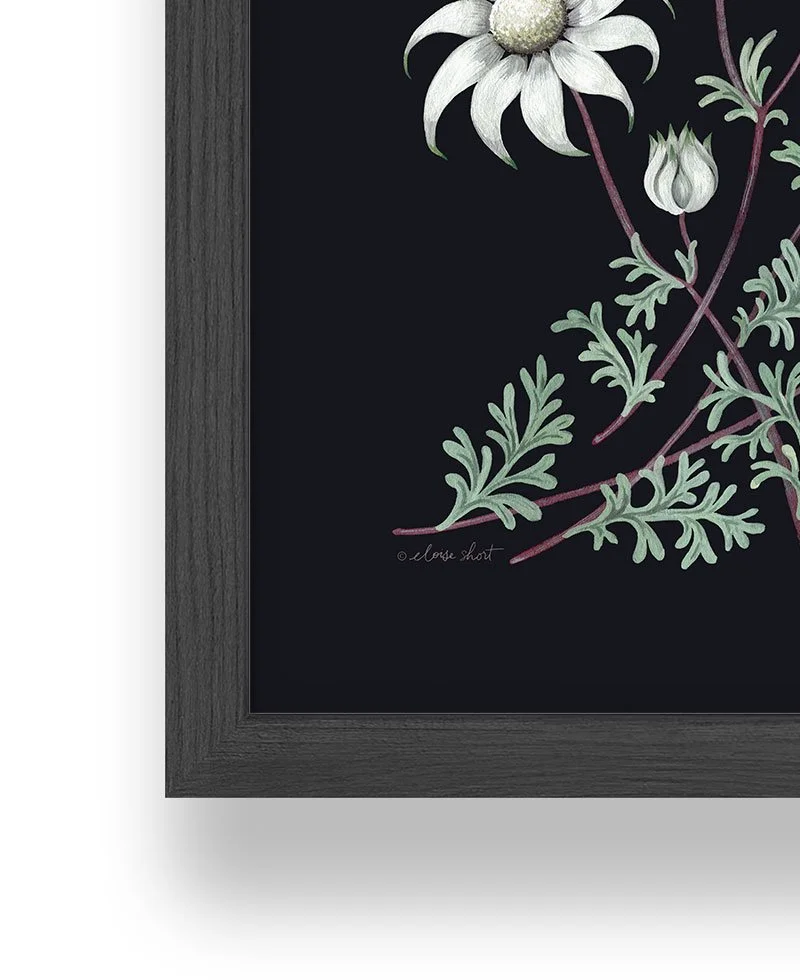 Australian Native Floral Bouquet Wall Art Print. Featuring Waratah ...