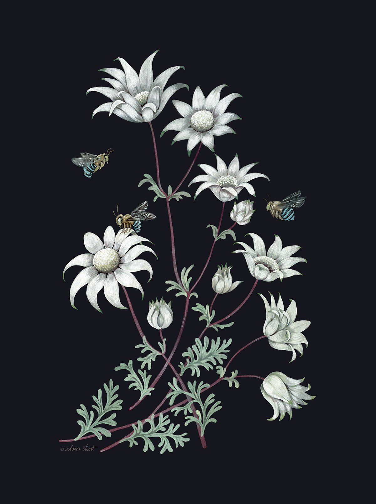 Australian Native Floral Bouquet Wall Art Print. Featuring Waratah ...
