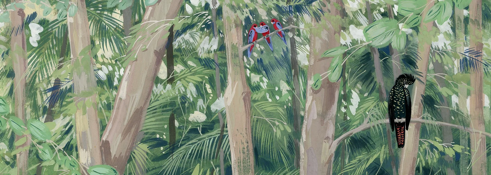 The Black Cockatoo With One Feather Blue illustrated by Eloise Short ...