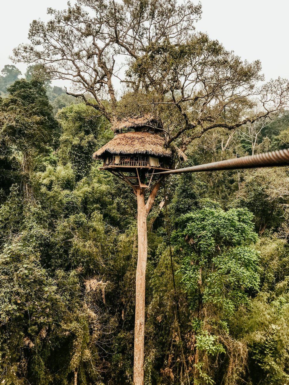 The Tallest Treehouse in The World | The Gibbon Experience — Deep ...