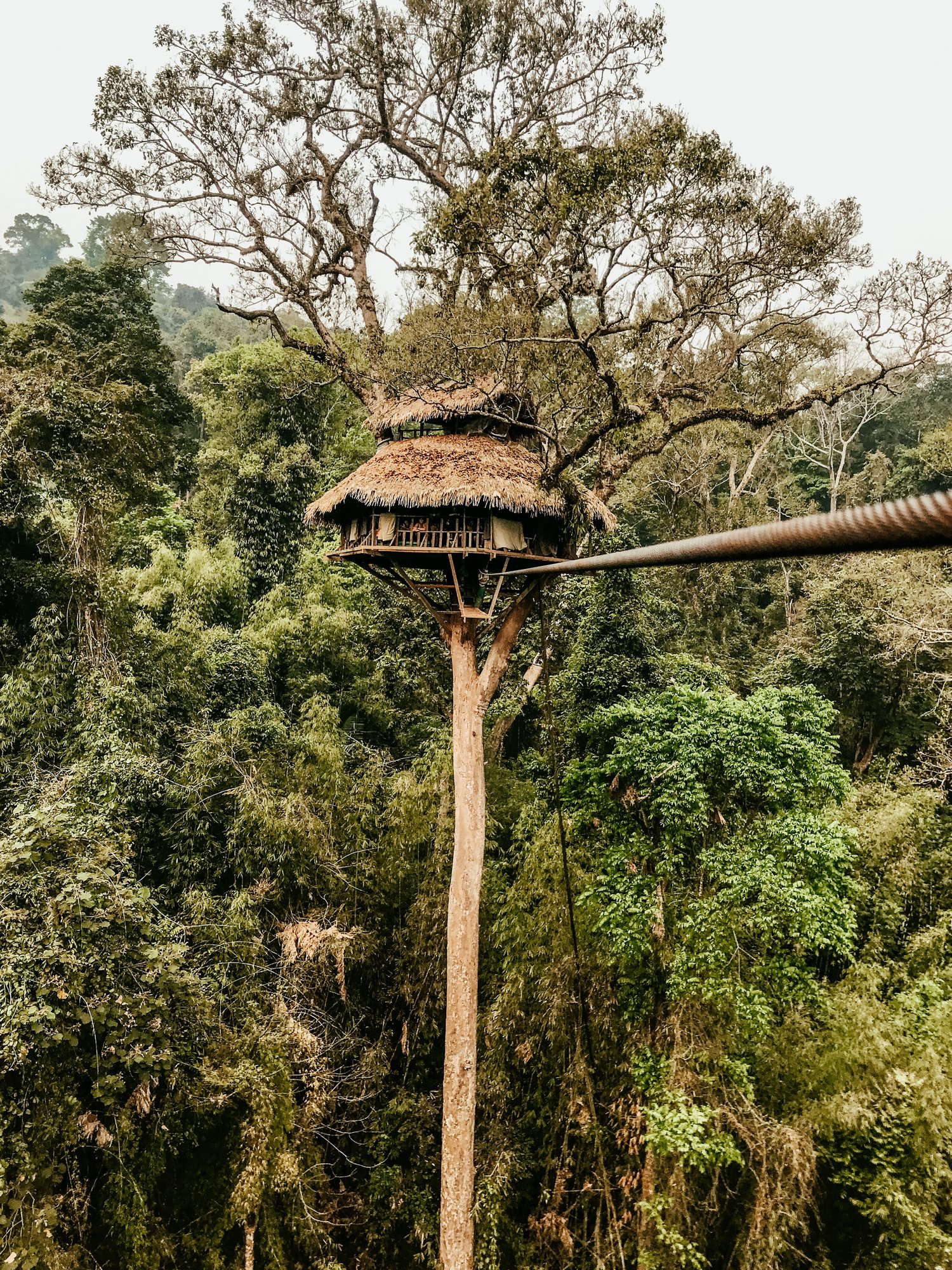 The Tallest Treehouse in The World | The Gibbon Experience — Deep ...