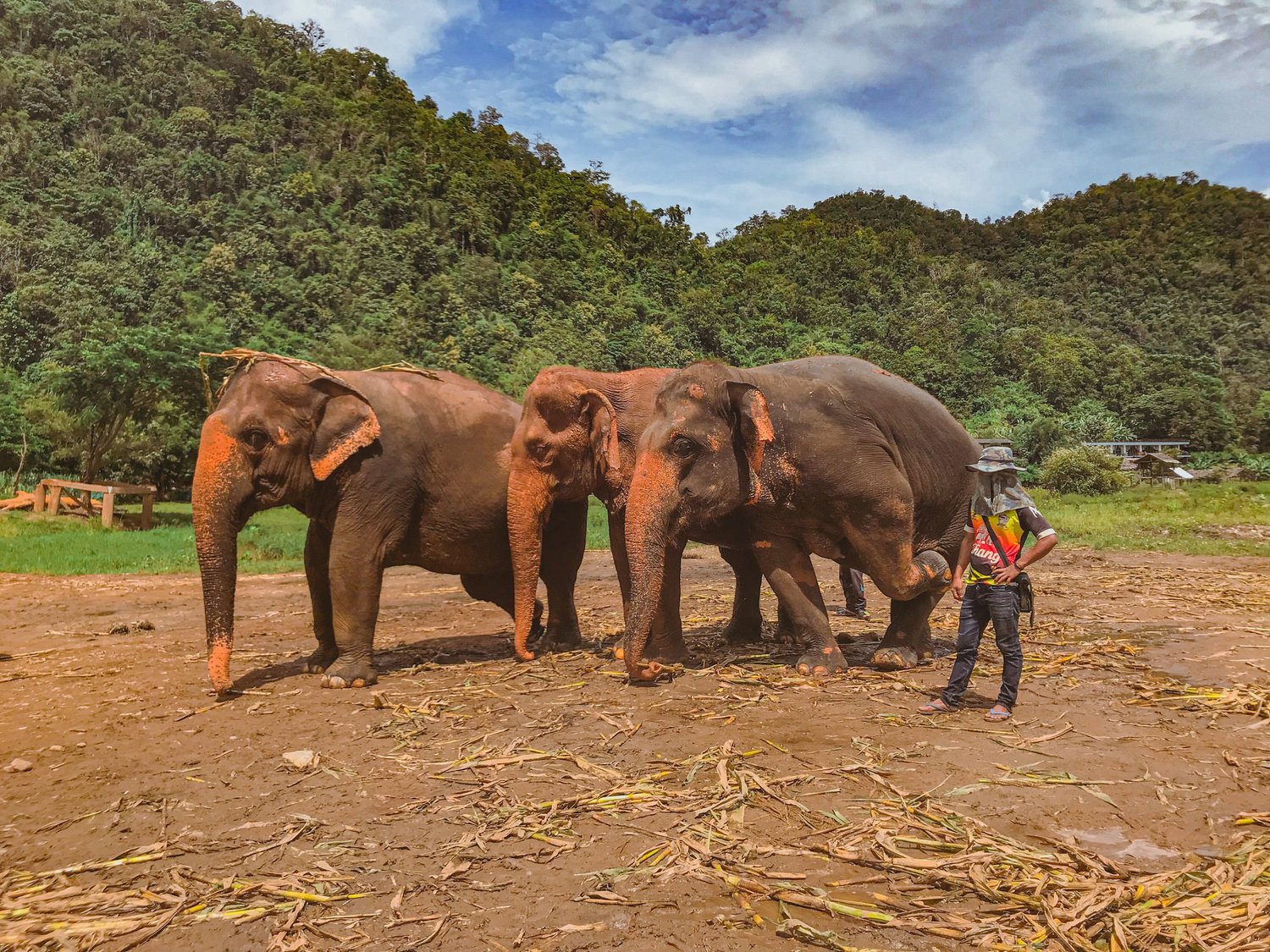 The Best Ethical Elephant Sanctuaries in Thailand — Deep Rooted Travel