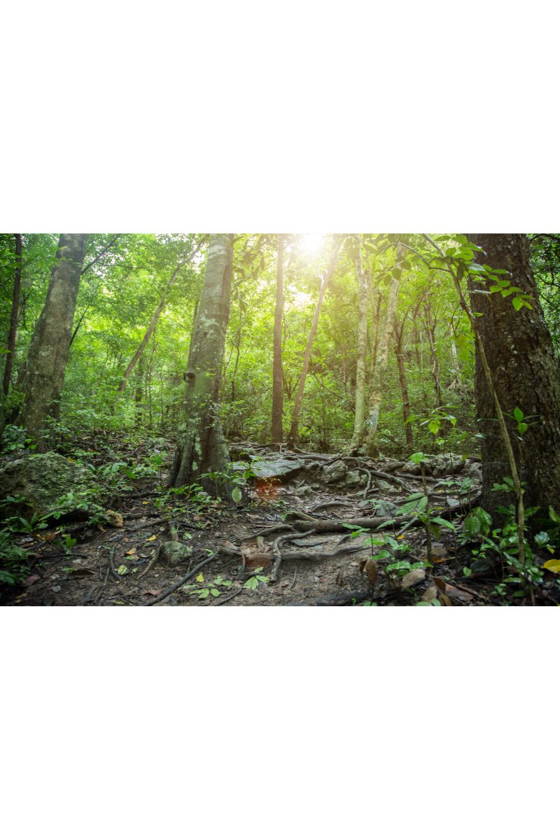 7 Lessons Learned from a Walk in Nature — Holistic Healing OT