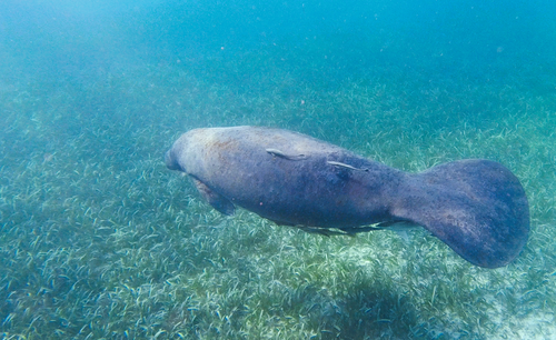 Snorkeling with Rare Antillean Manatees in Mahahual — La Leyenda ECO-TOURS