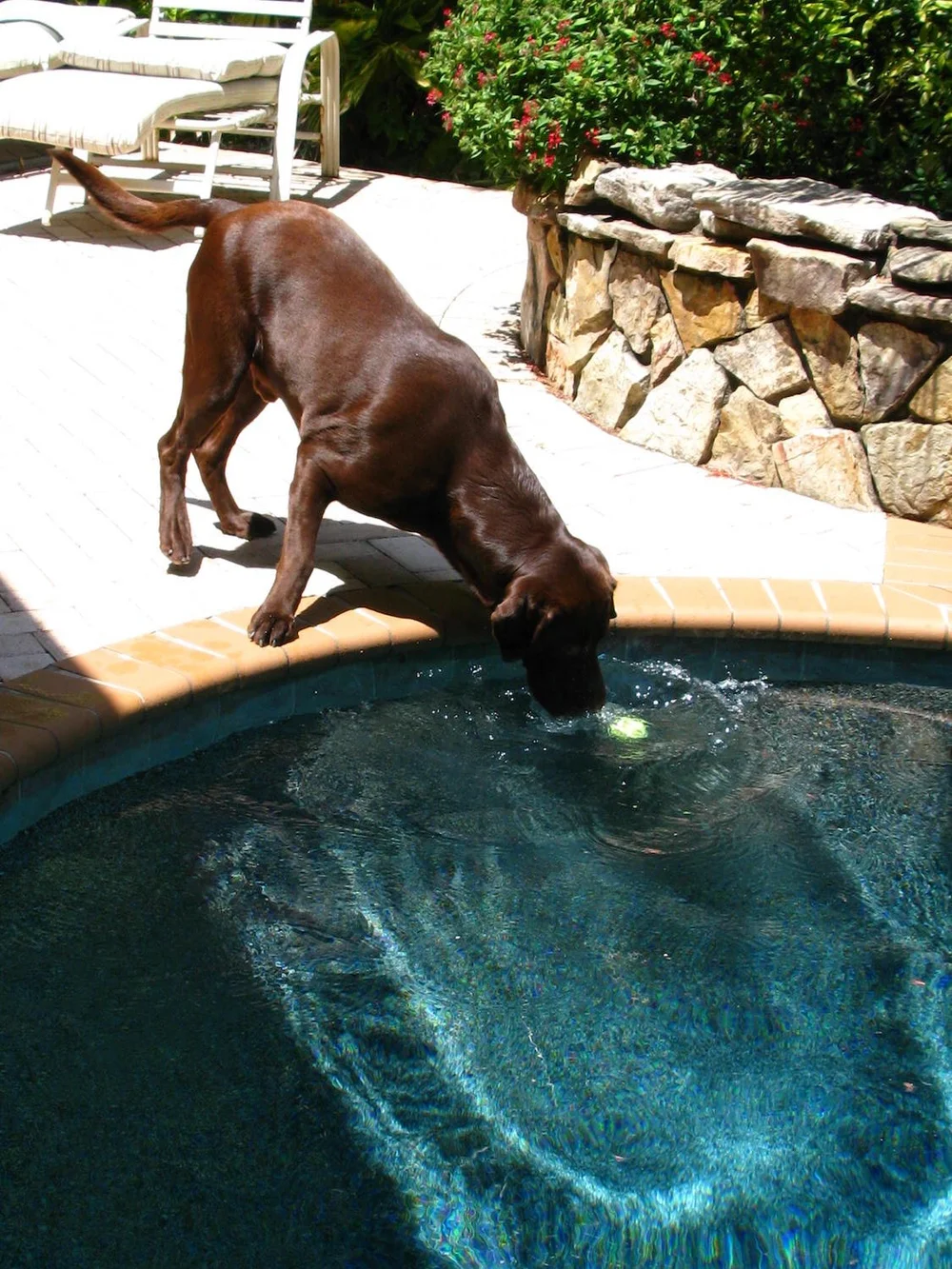 Pool Cleaning — Swimming Pool Service Clearwater and Safety Harbor FL ...